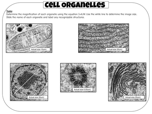 Cell Organelle Micrographs (calculate magnification) | Teaching Resources Cell Organelle Micrographs (calculate magnification) | Teaching Resources