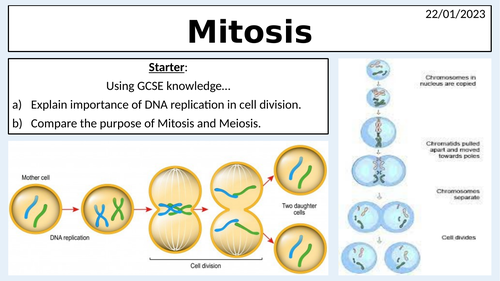 Y12 Mitosis, Cell Cycle & Cancer (3 lessons) | Teaching Resources