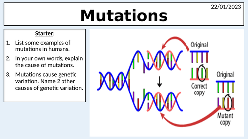 Y12 The Triplet Code, Transcription, Translation, Meiosis, Variation ...