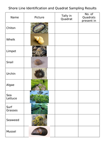 Quadrats And Sampling Teaching Resources