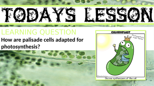Plant Cell Structure - Chloroplasts | Teaching Resources