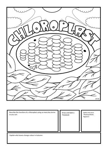 Plant Cell Structure - Chloroplasts | Teaching Resources