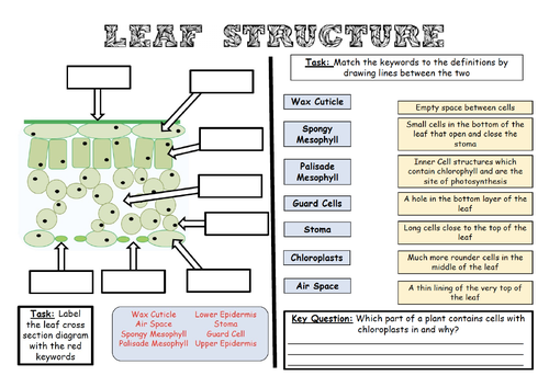 Leaf Tissue Structure | Teaching Resources