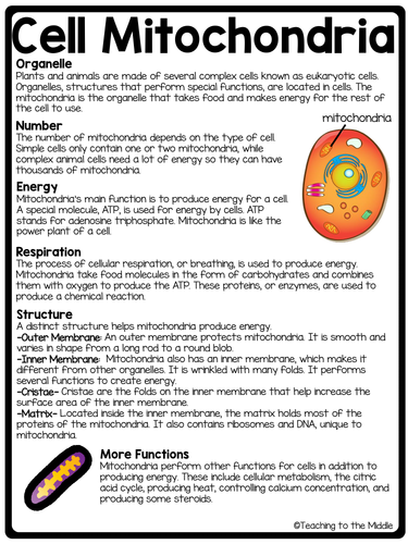 Animal Cells and Mitochondria | Teaching Resources
