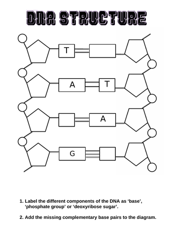 DNA Structure | Teaching Resources