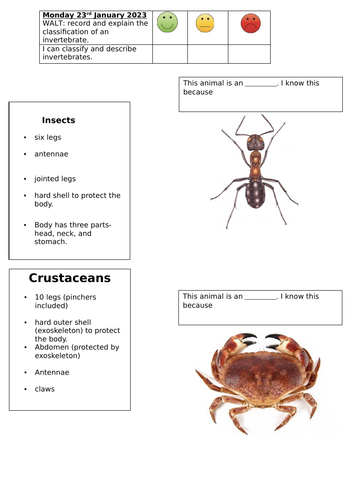 Classify and record the characteristics of invertebrates (KS2 ...