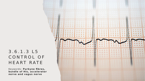 3.6.1.3 L5 Control of heart rate (AQA A-level) | Teaching Resources