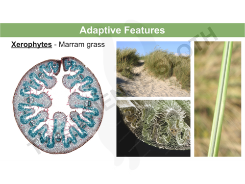 Adaptive Features - Hydrophytes and Xerophytes | Teaching Resources