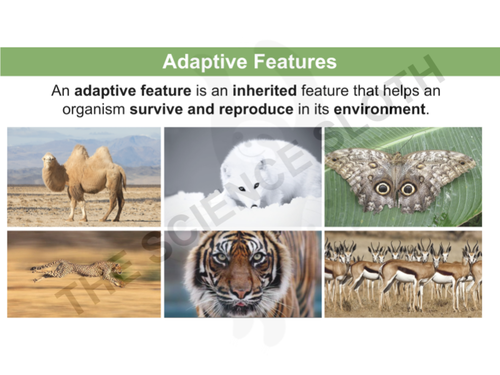 Adaptive Features - Hydrophytes and Xerophytes | Teaching Resources