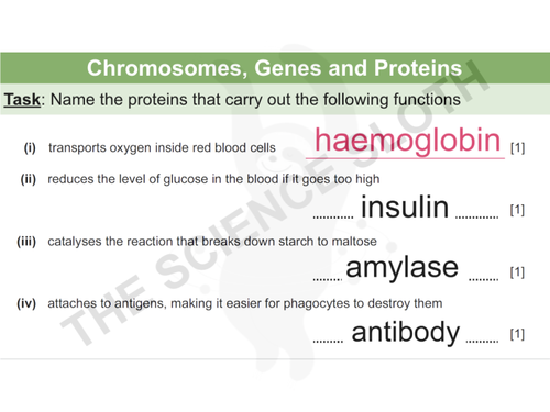 Chromosomes, Genes and Proteins - Transcription and Translation ...