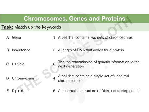 Chromosomes, Genes and Proteins - Transcription and Translation ...