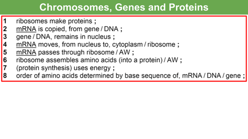Chromosomes, Genes and Proteins - Transcription and Translation ...