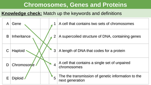 Chromosomes, Genes and Proteins - Transcription and Translation ...