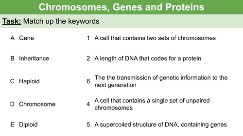 Chromosomes, Genes and Proteins - Transcription and Translation ...