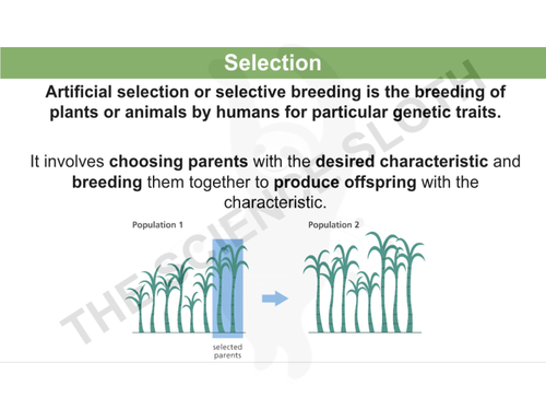 Natural and Artificial Selection - Evolution | Teaching Resources