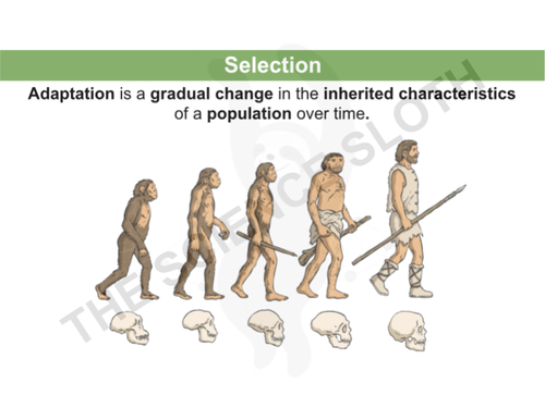 Natural and Artificial Selection - Evolution | Teaching Resources