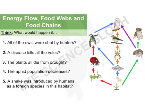 Energy Flow, Food Webs and Food Chains | Teaching Resources