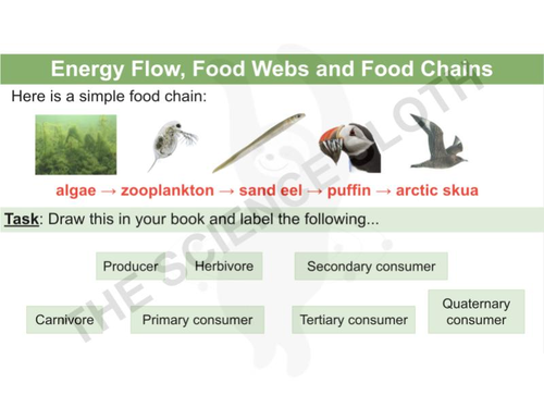 Energy Flow, Food Webs and Food Chains | Teaching Resources