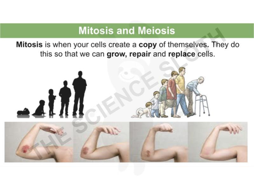 Cell Division - Mitosis and Meiosis | Teaching Resources