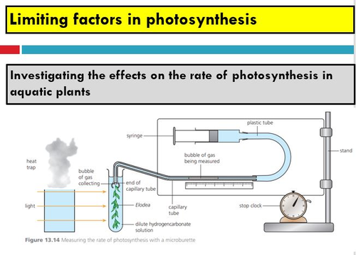 Photosynthesis Chapter 13 Cambridge A level | Teaching Resources
