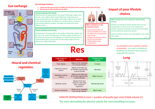 Respiratory System Revision Poster (AQA A-Level PE) | Teaching Resources