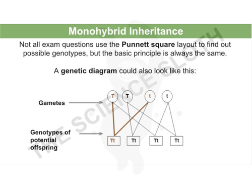 Monohybrid Inheritance - Genetic Cross Diagrams | Teaching Resources