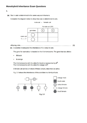 Monohybrid Inheritance - Genetic Cross Diagrams | Teaching Resources