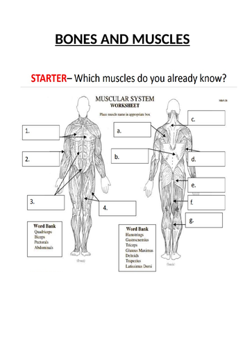 Muscles, Bones and Body Systems Worksheet | Teaching Resources