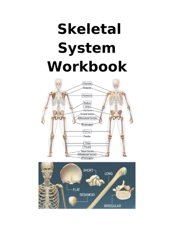 Anatomy and Physiology Bundle | Teaching Resources