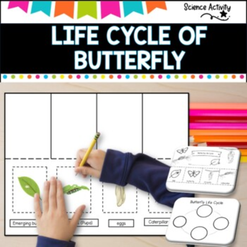LIFE CYCLE OF BUTTERFLIES differentiated | Teaching Resources