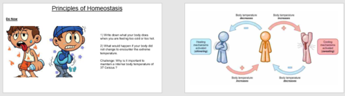 Principles of Homeostasis, KS4 | Teaching Resources
