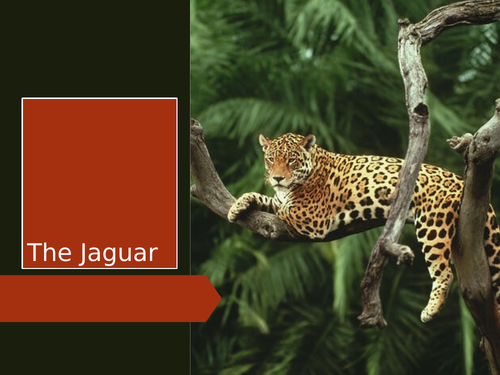 Teaching English: Poetry - Ted Hughes' 'The Jaguar' | Teaching Resources
