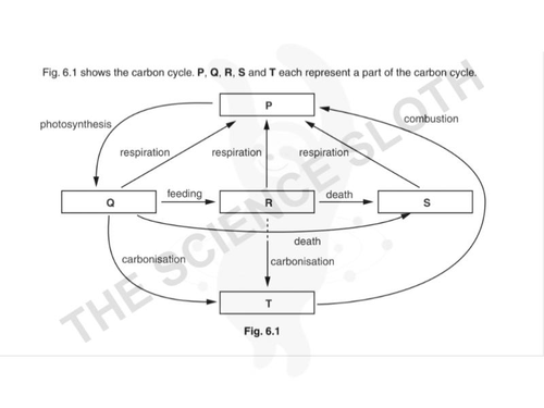 Nutrient Cycles - The Carbon Cycle and The Nitrogen Cycle | Teaching ...