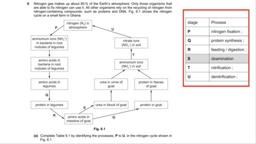 Nutrient Cycles - The Carbon Cycle and The Nitrogen Cycle | Teaching ...