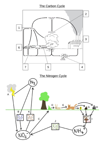 Nutrient Cycles - The Carbon Cycle and The Nitrogen Cycle | Teaching ...