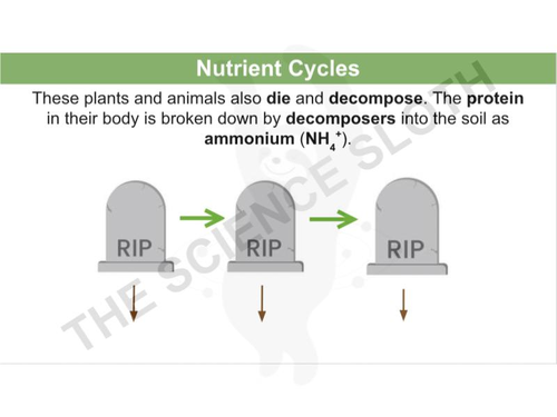 Nutrient Cycles - The Carbon Cycle and The Nitrogen Cycle | Teaching ...