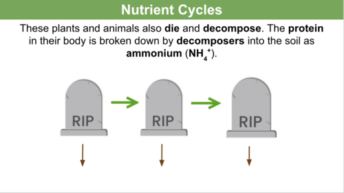 Nutrient Cycles - The Carbon Cycle and The Nitrogen Cycle | Teaching ...