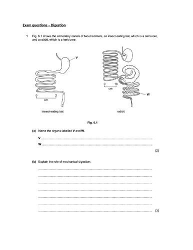 Topic 5 - Human Digestion | Teaching Resources