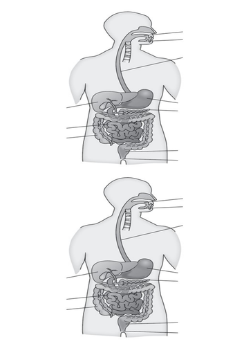 Digestion (whole topic) - KS3 science | Teaching Resources