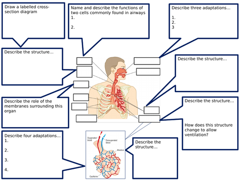 Breathing and gas exchange topic for OCR A level. MODULE 3: EXCHANGE ...