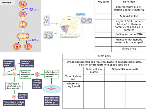AQA B2 Cell division and organisation revision lesson | Teaching Resources