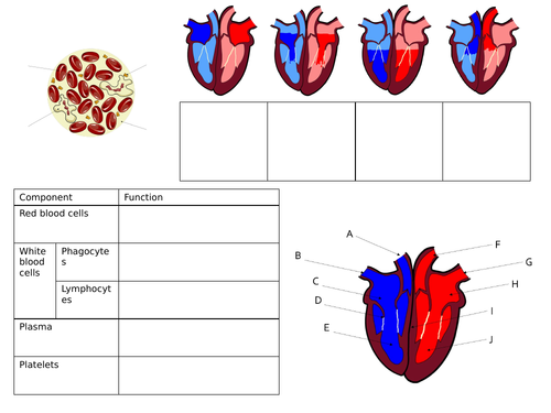 AQA B2 Cell division and organisation revision lesson | Teaching Resources