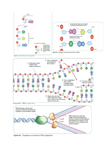 Nucleic acids topic for OCR A level. MODULE 2: FOUNDATIONS IN BIOLOGY ...