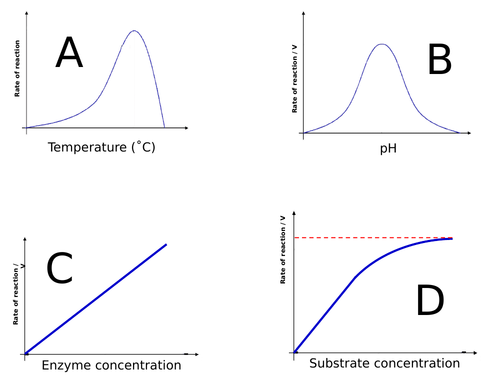 Enzymes topic for OCR A level. MODULE 2: FOUNDATIONS IN BIOLOGY ... Enzymes topic for OCR A level. MODULE 2: FOUNDATIONS IN BIOLOGY ...