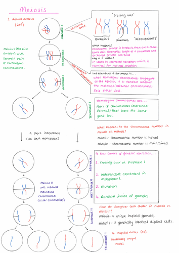 Cell Division topic for OCR A level. MODULE 2: FOUNDATIONS IN BIOLOGY ...