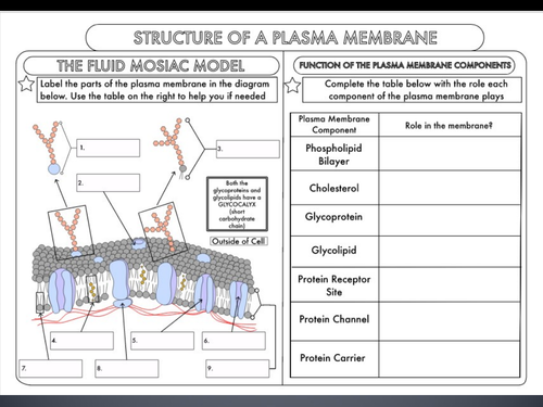 Biological membranes topic for OCR A level. MODULE 2: FOUNDATIONS IN ...
