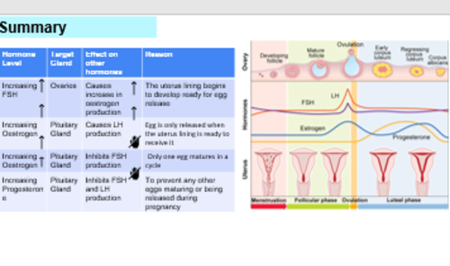Puberty & Menstrual Cycle, KS4 | Teaching Resources Puberty & Menstrual Cycle, KS4 | Teaching Resources