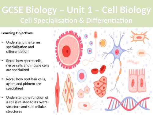 GCSE Biology - Cell Differentiation & Specialisation | Teaching Resources