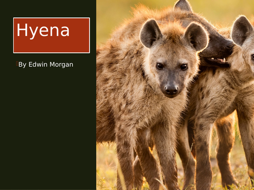 Teaching English: Poetry - Edwin Morgan 'Hyena' | Teaching Resources