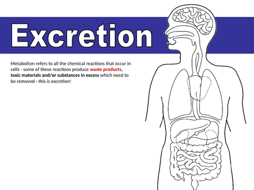 Excretion - A complete set of resources for Edexcel IGCSE Biology ...